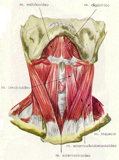 SISTEMA MUSCULAR: MÚSCULS DEL COLL
